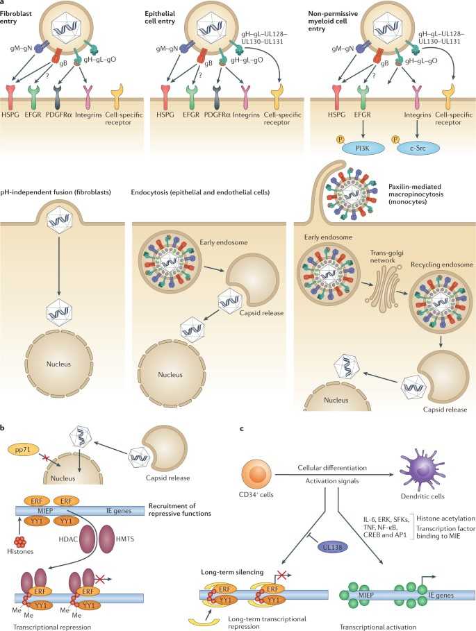 Anti-CMV IgG and IgG avidity ELISA Kit (DEIA465) - Creative Diagnostics