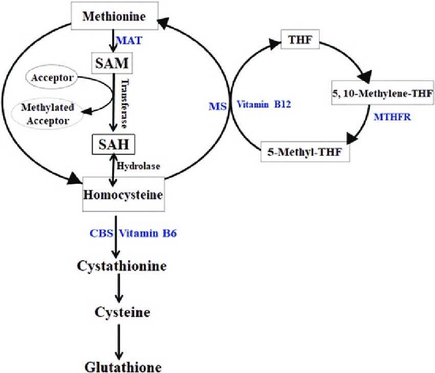 Human HCY(Homocysteine) ELISA Kit (DEIA1724) - Creative Diagnostics
