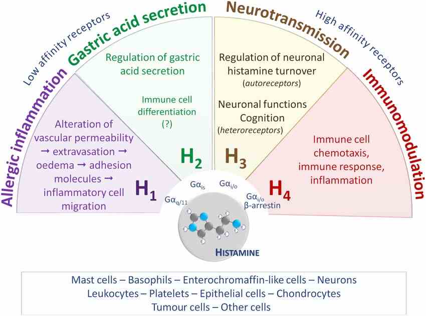 Human Histamine ELISA Kit (DEIASL281) - Creative Diagnostics