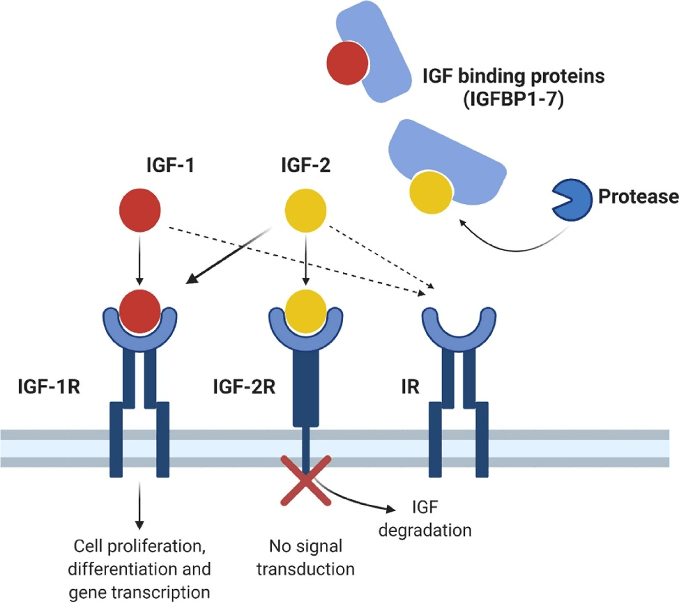 Human IGF-1(Insulin-Like Growth Factor 1) ELISA Kit (DEIA3640 ...