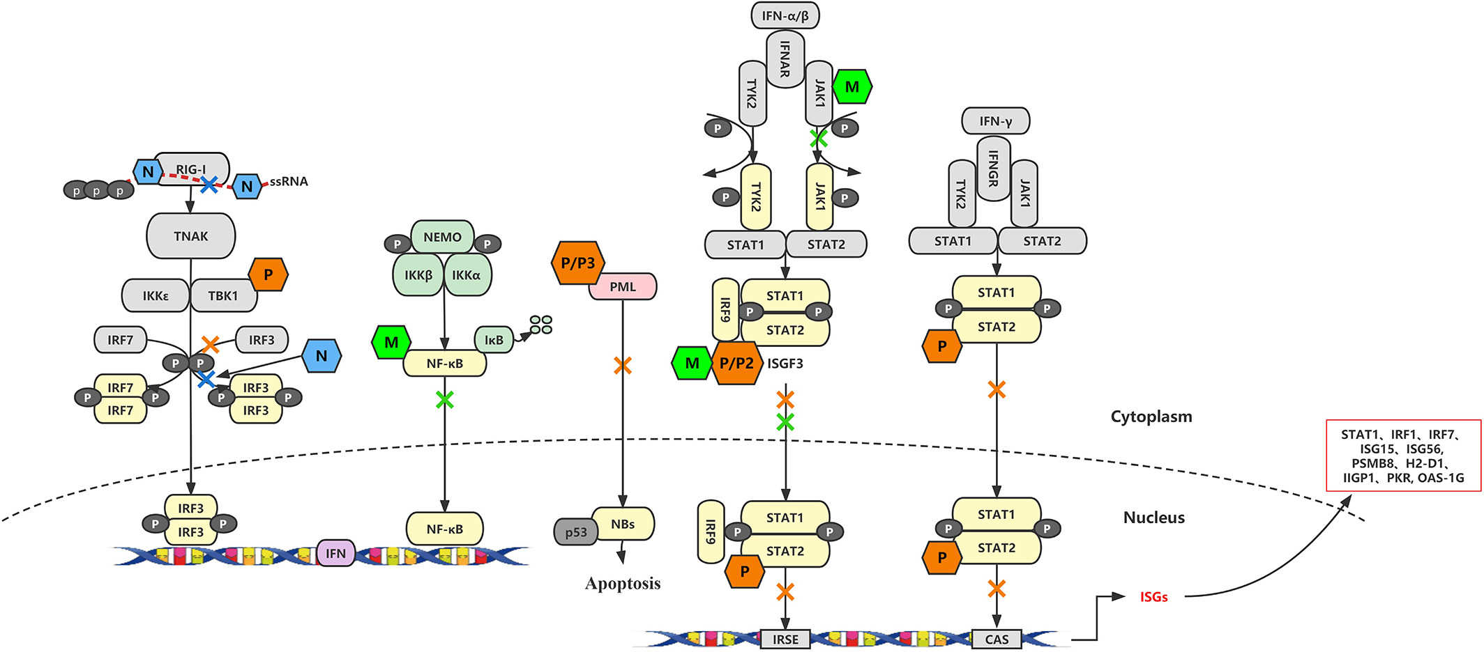 Human Rabies Virus antibody IgG ELISA Kit (DEIA1027) - Creative Diagnostics