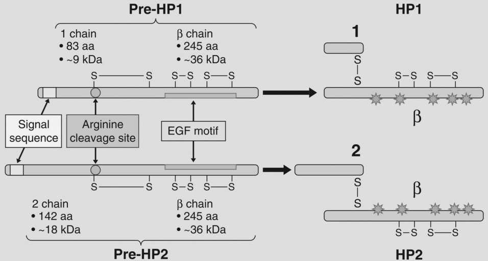 Human Zonulin ELISA Kit (DEIABL33) - Creative Diagnostics