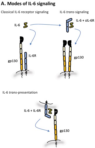 Human IL-6(Interleukin 6) ELISA Kit (DEIA1535V2) - Creative Diagnostics