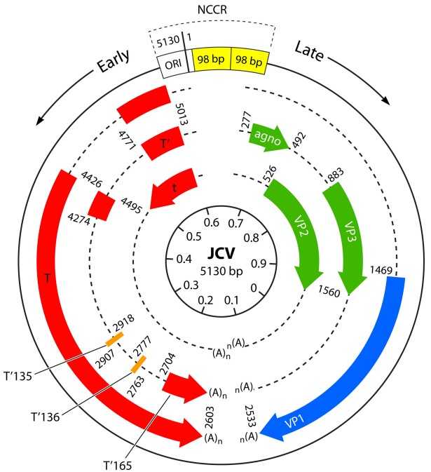CDJCVᵀᴹ Anti-polyomavirus JC (JCV) IgG ELISA Kit (DEIASL160) - Creative ...