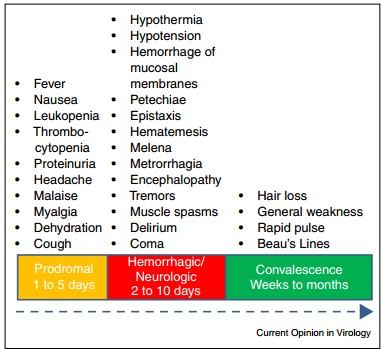 Anti-Machupo virus GP monoclonal antibody (CABT-B8948) - Creative ...