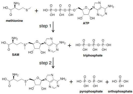 Anti-MAT2A monoclonal antibody, clone FQS21507 (DCABH-6397) - Creative ...