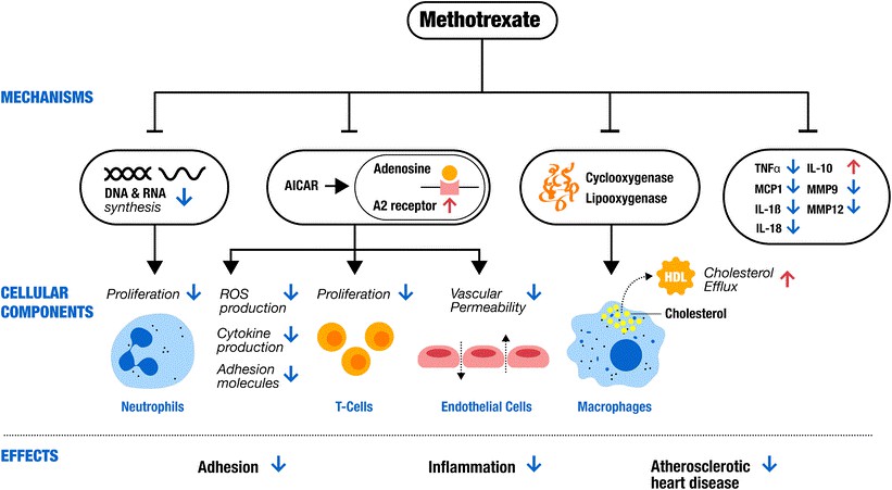 Methotrexate ELISA kit (DEIA-XYZ209) - Creative Diagnostics