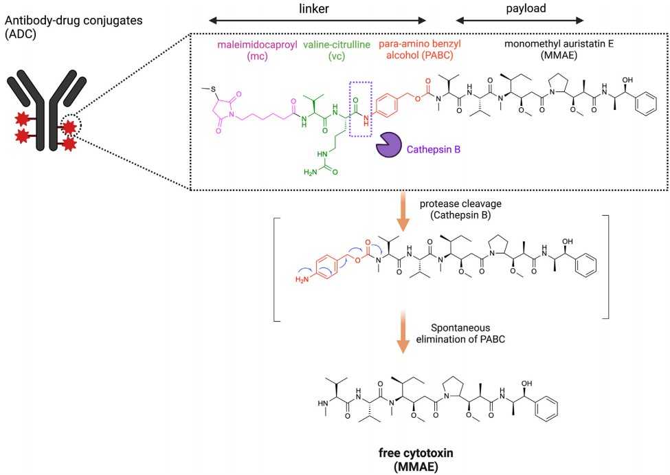 Anti-MMAE polyclonal antibody (CABT-B8997) - Creative Diagnostics