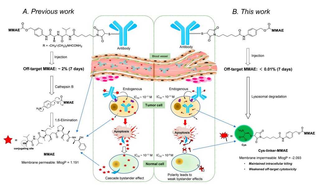 Monomethyl auristatin E[HRP] (DAG-WZ1001) - Creative Diagnostics