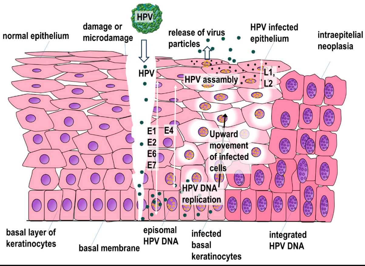 Mouse Anti-HPV6 L1 Monoclonal antibody, clone 2642 (CABT-CS174 ...