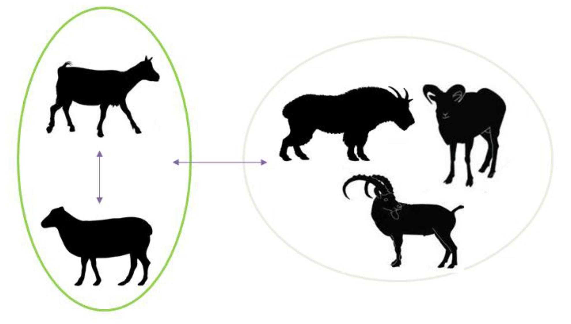 MVV/CAEV ELISA Kit (DEIA457) - Creative Diagnostics