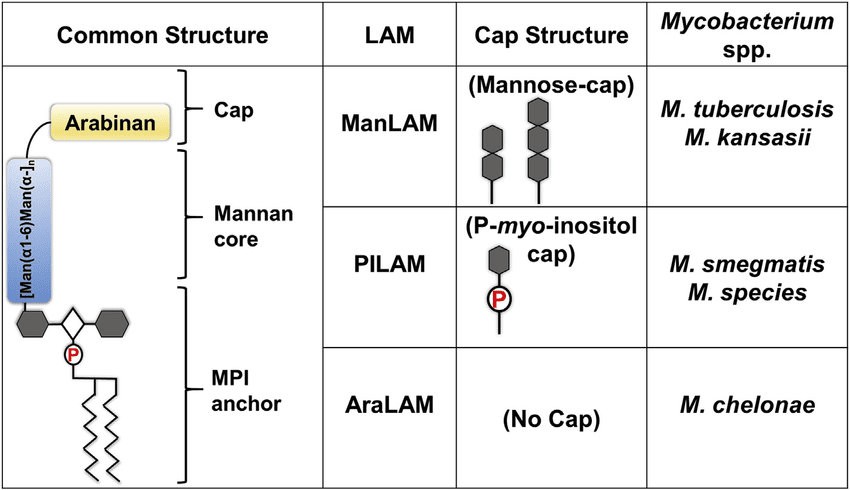 Native M. Tuberculosis LAM antigen (DAGA-168) - Creative Diagnostics
