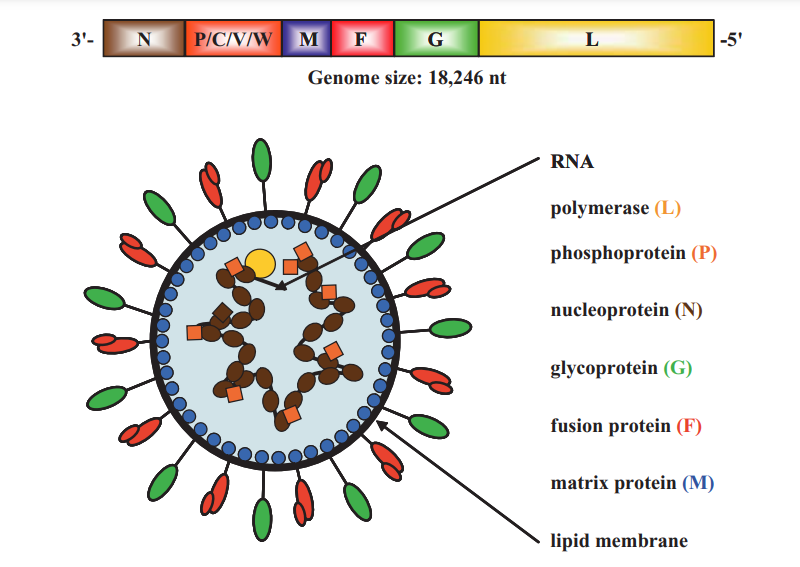 NiV G Protein Products - Creative Diagnostics