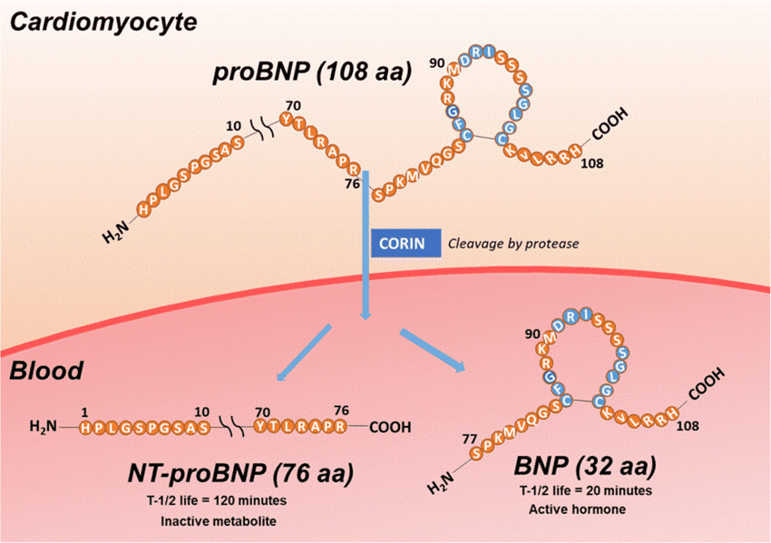 NT-proBNP ELISA Kits - Creative Diagnostics