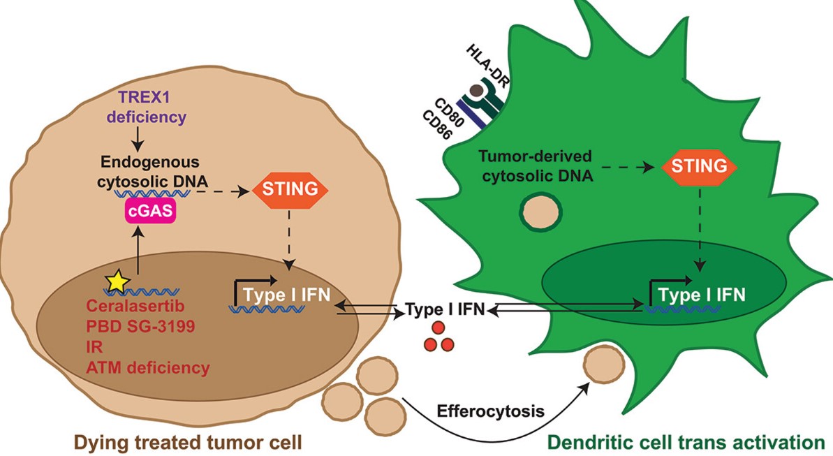 Mouse Anti-PBD SG3199 monoclonal antibody, clone 8I7I0B7 (CABT-L3117 ...