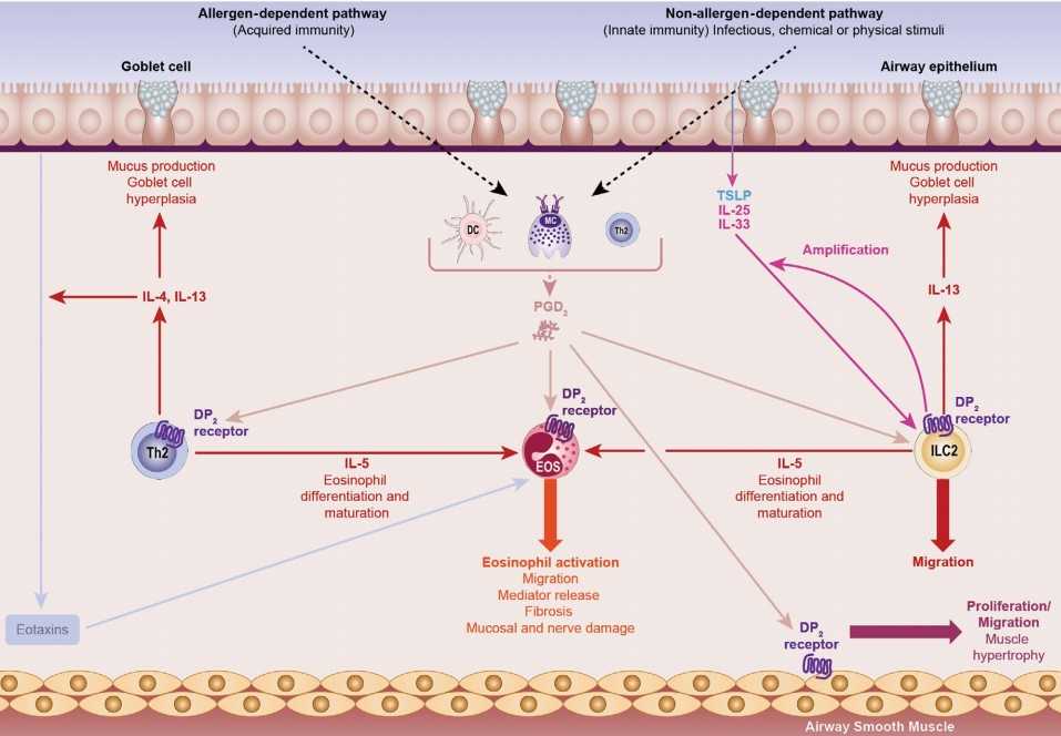 Prostaglandin D2 ELISA Kit (DEIA5036) - Creative Diagnostics