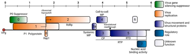 Potato Leafroll Virus (PLRV) ELISA Kit (DEIAPV7) - Creative Diagnostics