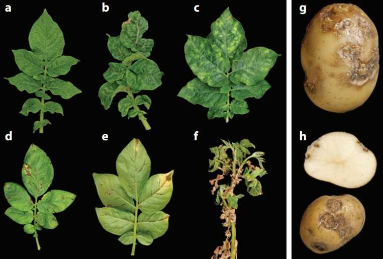 Potato Virus Y (PVY) ELISA Kit (DEIAPV6) - Creative Diagnostics