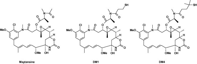 Rabbit Anti-DM1/4 polyclonal antibody (CABT-L3104) - Creative Diagnostics