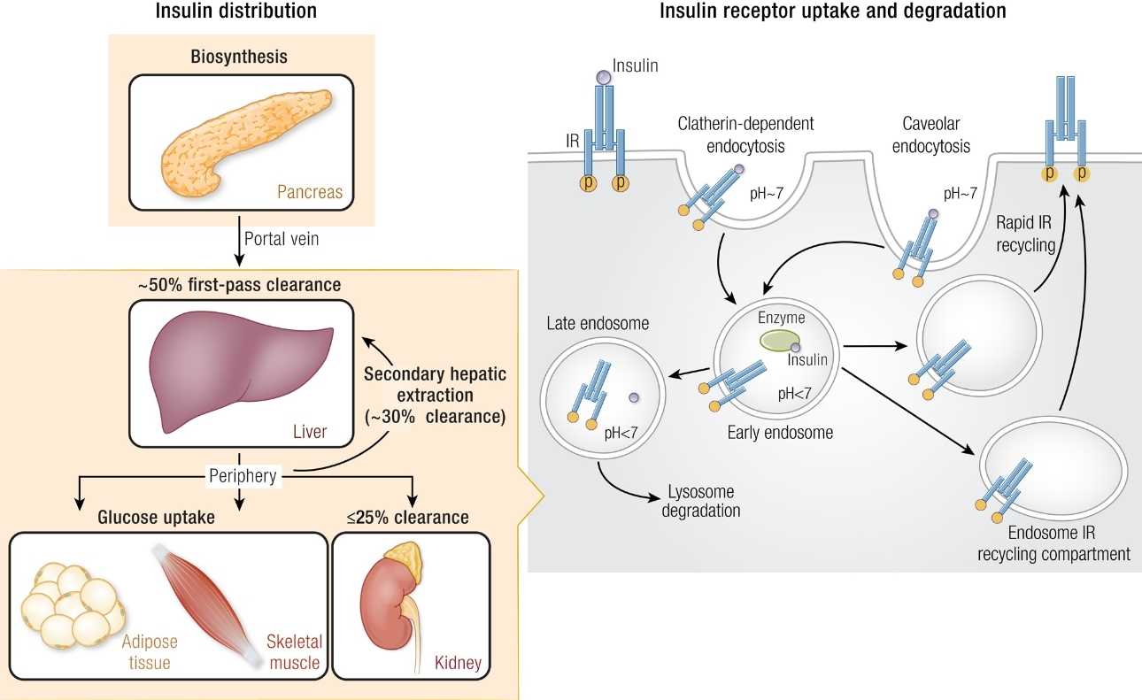 Rat / Mouse Insulin ELISA Kit (DEIA1897) - Creative Diagnostics