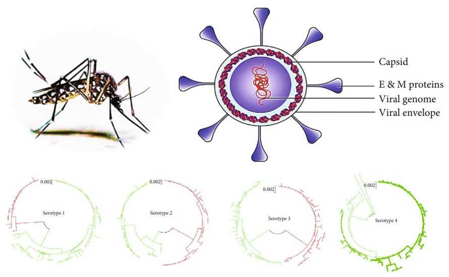Recombinant DENV type 1 NS1 [His] (DAG3062) - Creative Diagnostics