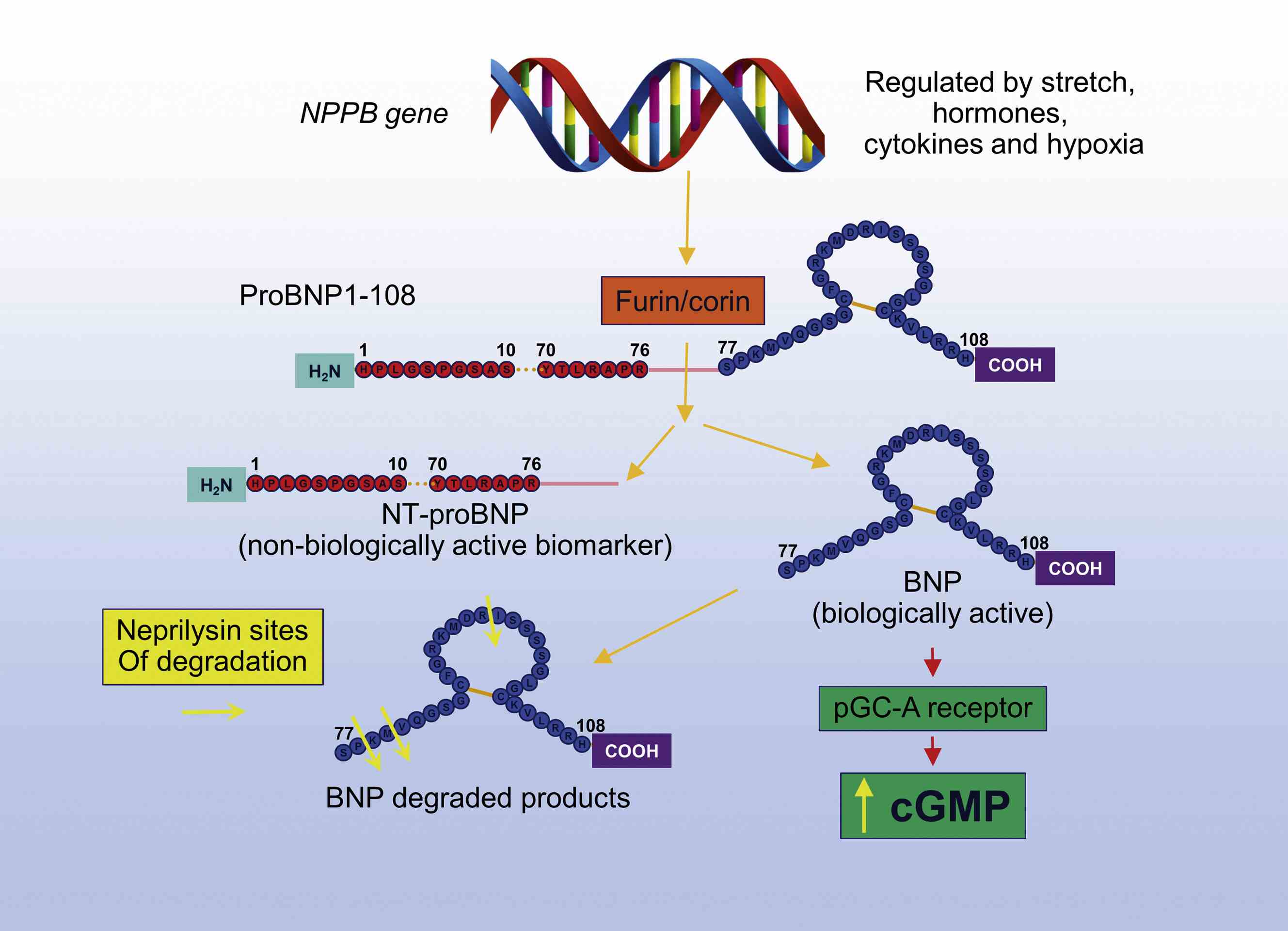 Recombinant Feline NT-proBNP (DAG-WT1207) - Creative Diagnostics