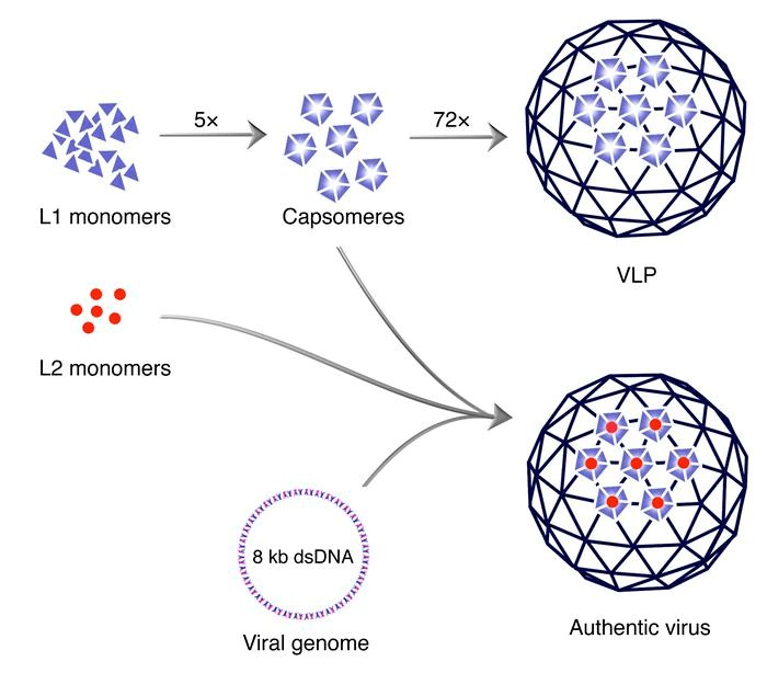 Recombinant Human Papilloma Virus type 11 L1 protein (VLP) (DAGF-228 ...