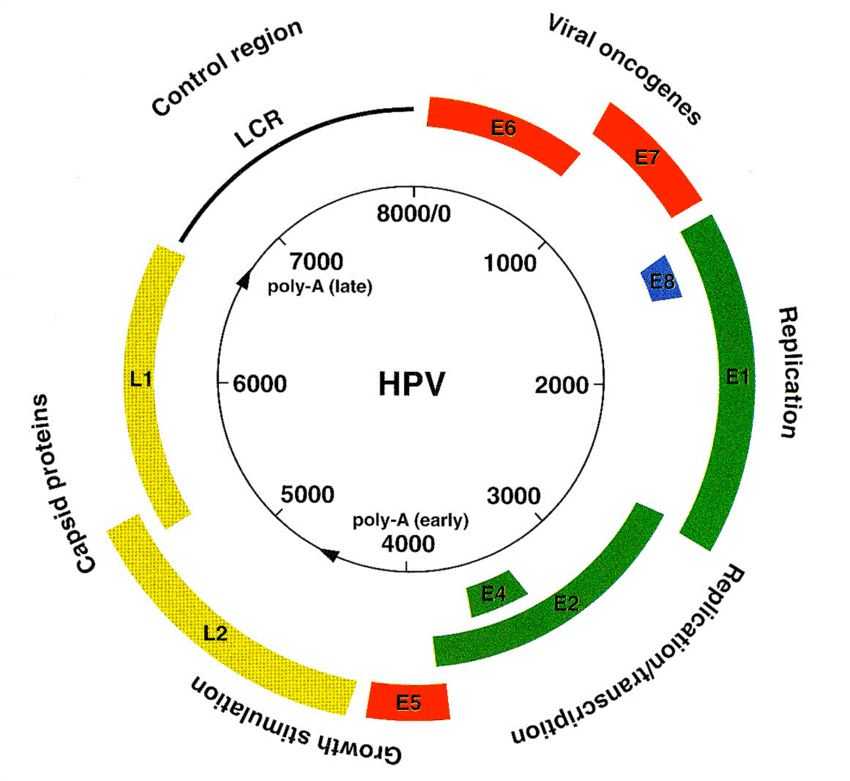 Recombinant Human Papilloma Virus type 56 L1 protein (VLP) (DAGC145 ...