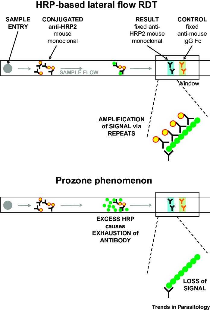 Recombinant P. falciparum HRP II (full length) [MBP] (DAG3217) - Creative Diagnostics