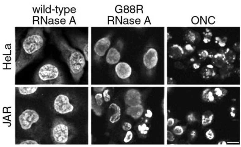 RNase Inhibitor ELISA Kit (DEIANS033) - Creative Diagnostics