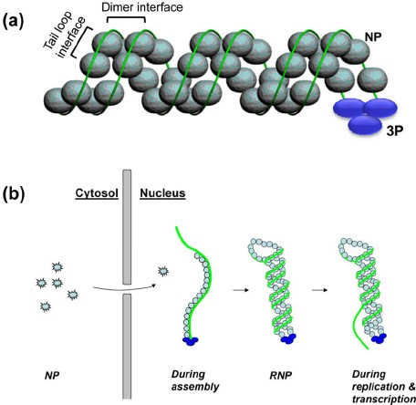 RNP/Sm Antigen (DAG-T1223) - Creative Diagnostics