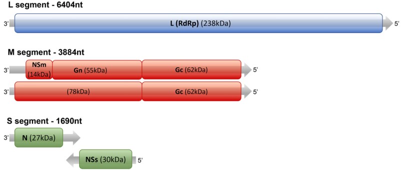 Recombinant Rift Valley Fever Virus Glycoprotein (aa 691-1139)[His ...