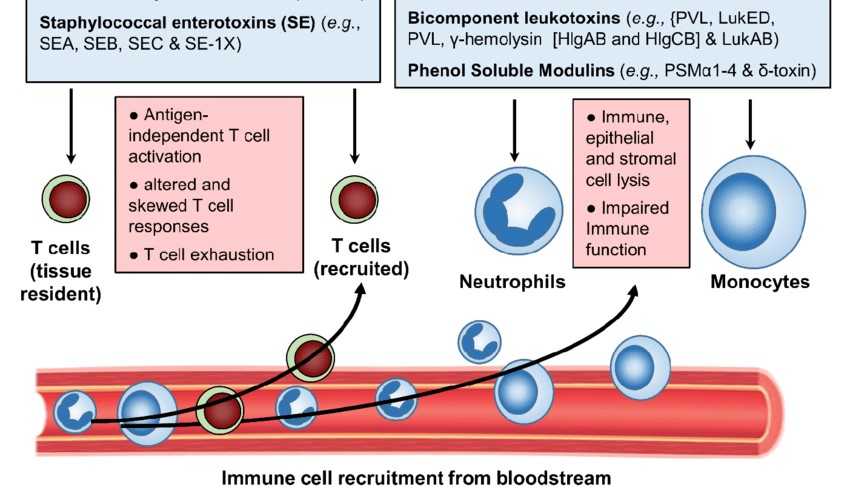 S. aureus Toxic Shock Syndrome Toxin-1 (DAGB200) - Creative Diagnostics