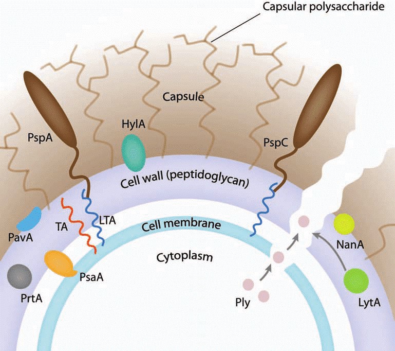 S. pneumoniae Cell Wall Polysaccharide Antigen (DAG2685) - Creative ...