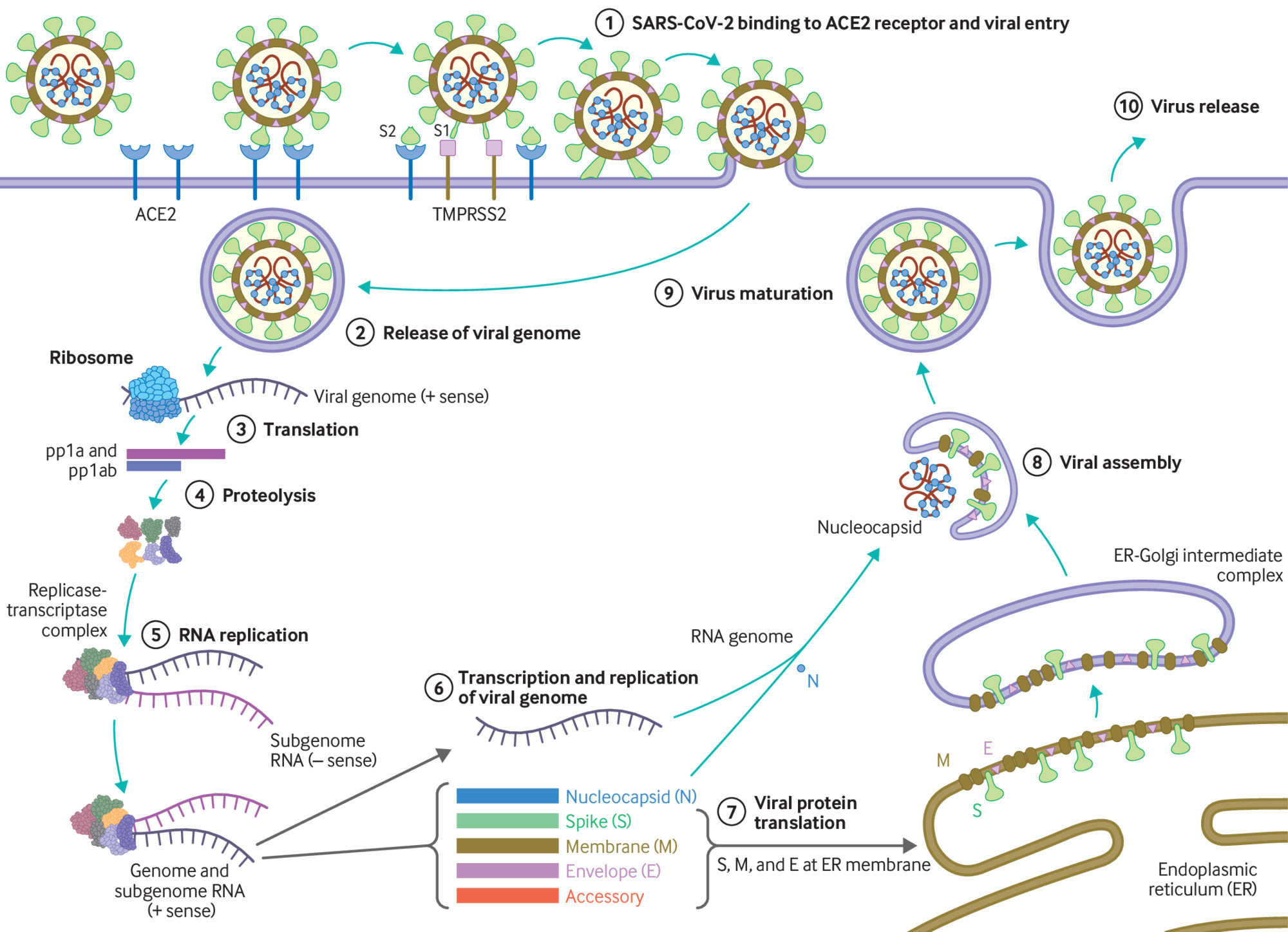 SARS-CoV-2 Antigen ELISA Kit (DEIA2020) - Creative Diagnostics