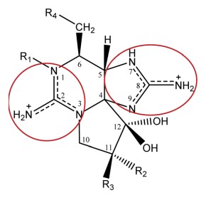 Saxitoxin [OVA] (DAG-WT090) - Creative Diagnostics