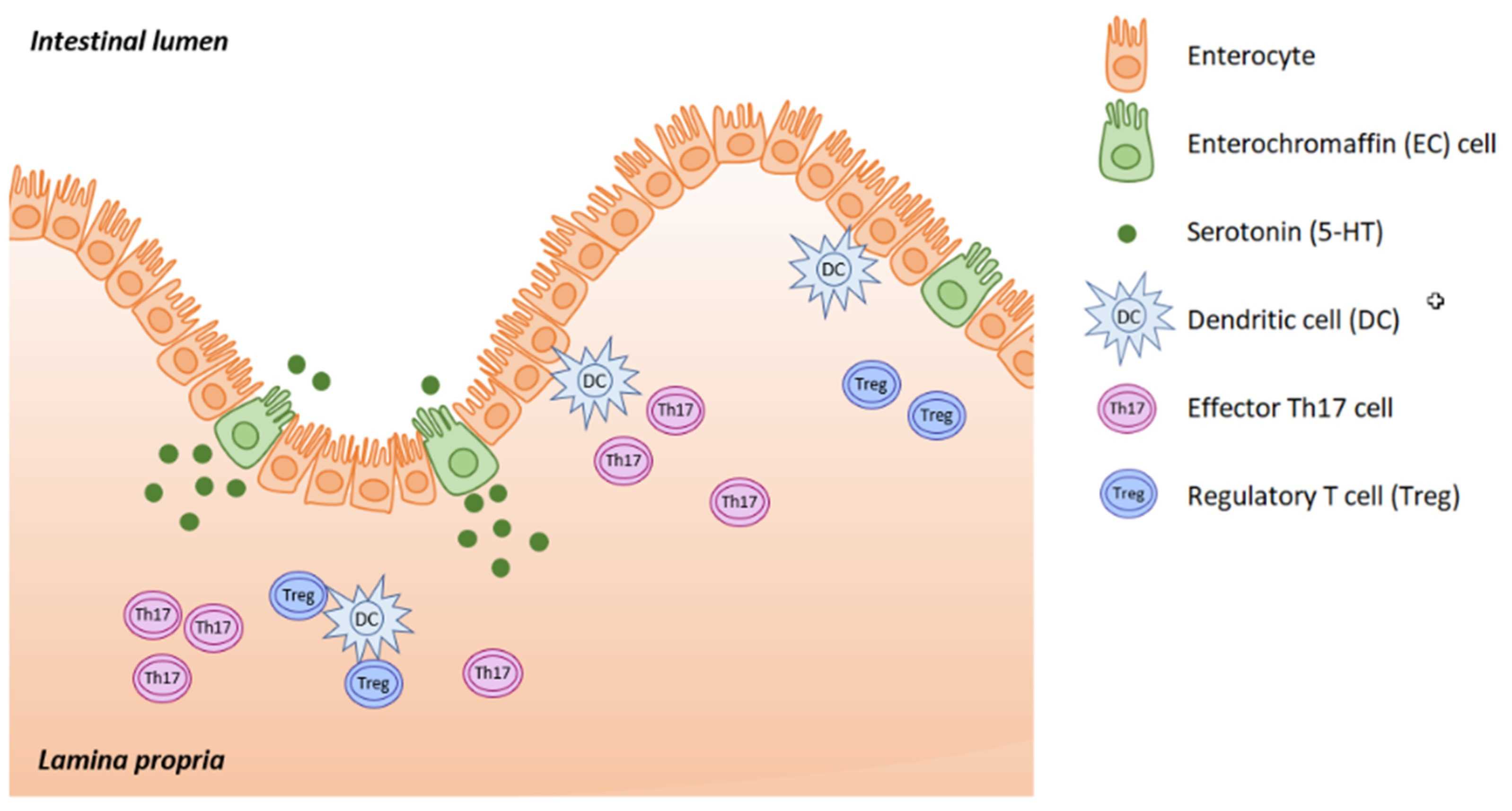 Serotonin ELISA Kit (DEIA2236) - Creative Diagnostics