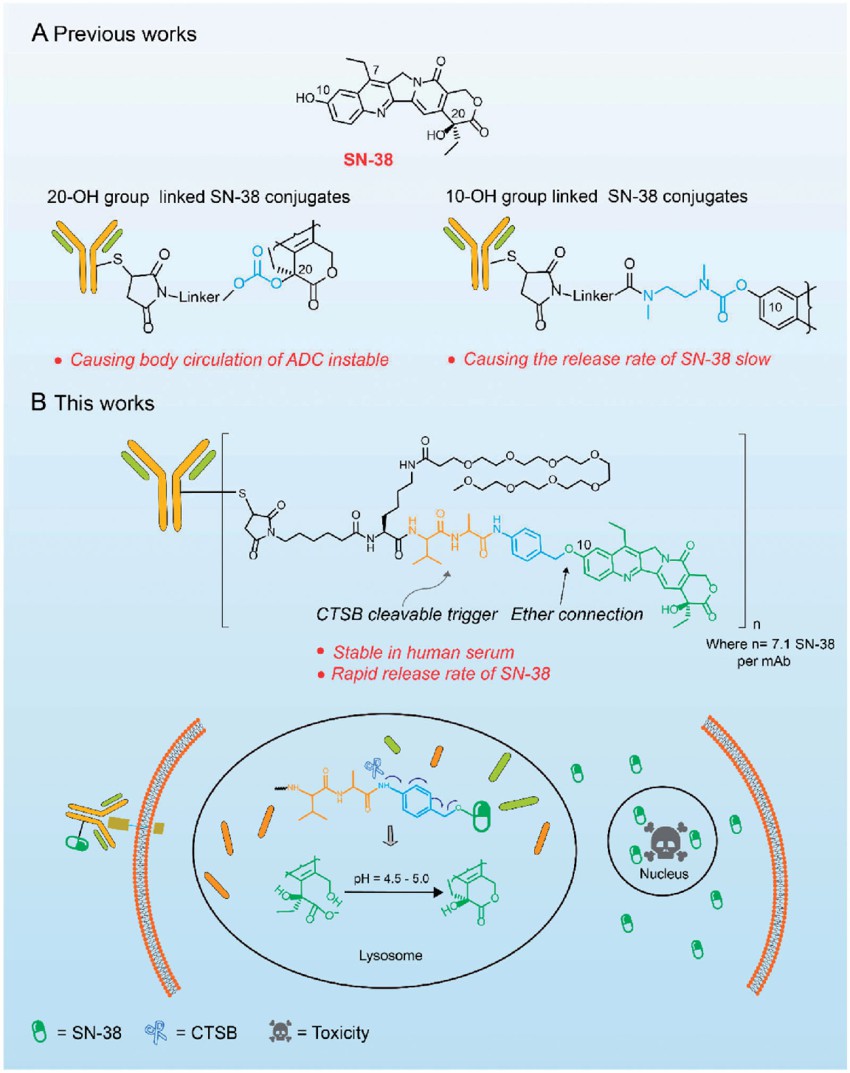 SN38 ADC ELISA Kit (DEIABL316) - Creative Diagnostics