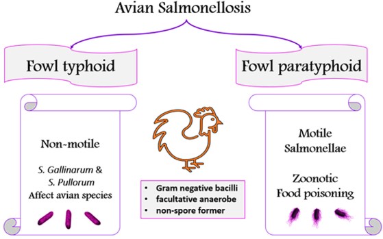 Salmonella pullorum (Polyvalent) Stained Antigen (DAGC566) - Creative ...