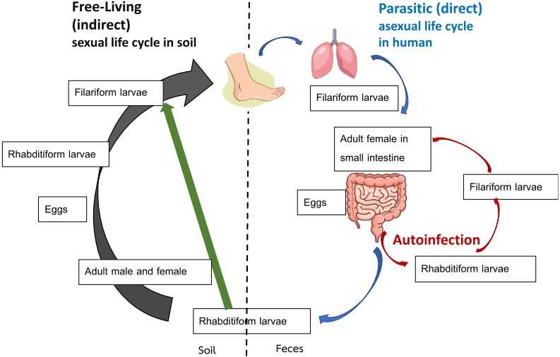 Strongyloides IgG ELISA Kit (DEIA-XY129) - Creative Diagnostics