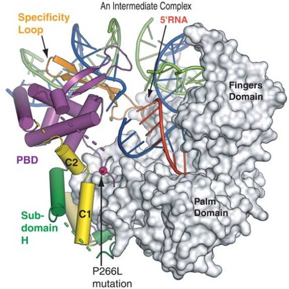 Rabbit Anti-T7 RNA Polymerase polyclonal antibody[HRP] (CABT-B8990H ...