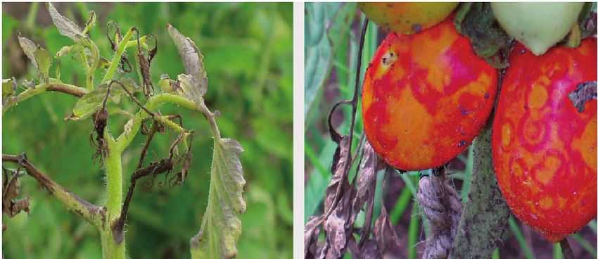 Tomato Spotted Wilt Virus (TSWV) ELISA Kit (DEIAPV11) - Creative ...