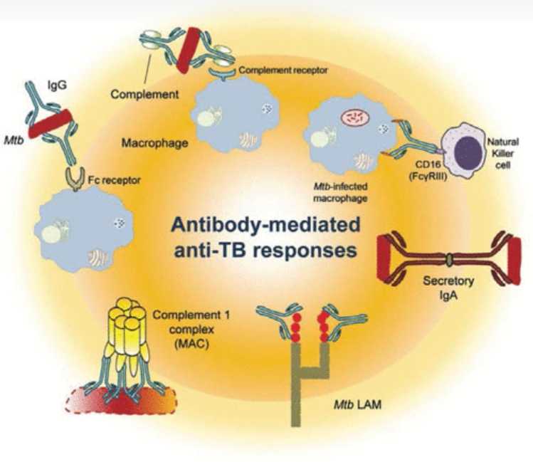 Tuberculosis IgG ELISA Kit (DEIA1023) - Creative Diagnostics
