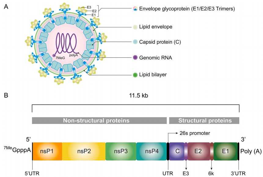 VEEV E2 glycoprotein (aa 348-701) [His] (DAGA-268) - Creative Diagnostics
