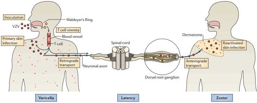 Varicella-Zoster Virus IgG ELISA Kit (DEIA387) - Creative Diagnostics