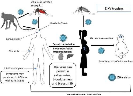 Recombinant Zika Virus Envelope protein [His] (DAGA6128) - Creative ...