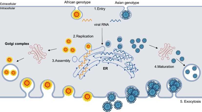 Recombinant Zika Virus Envelope protein [His] (DAGA6128) - Creative ...