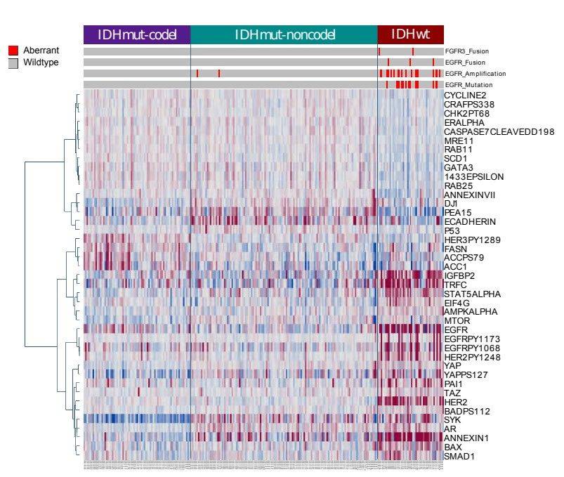 Reverse Phase Protein Array (RPPA) | Creative Diagnostics