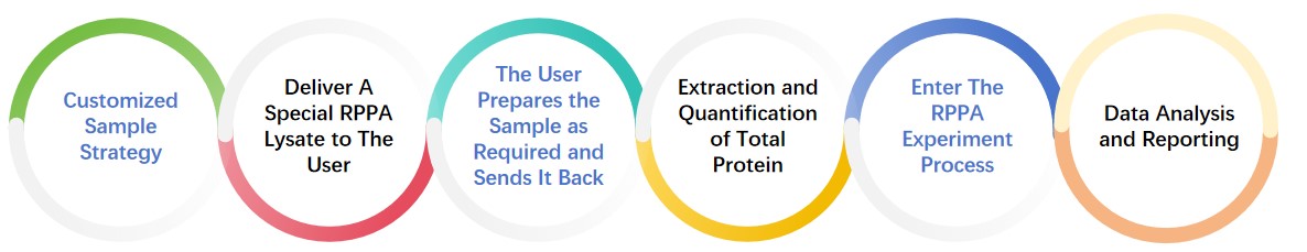 Reverse Phase Protein Array (RPPA) | Creative Diagnostics