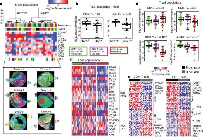 Digital Spatial Profiler (DSP) | Creative Diagnostics